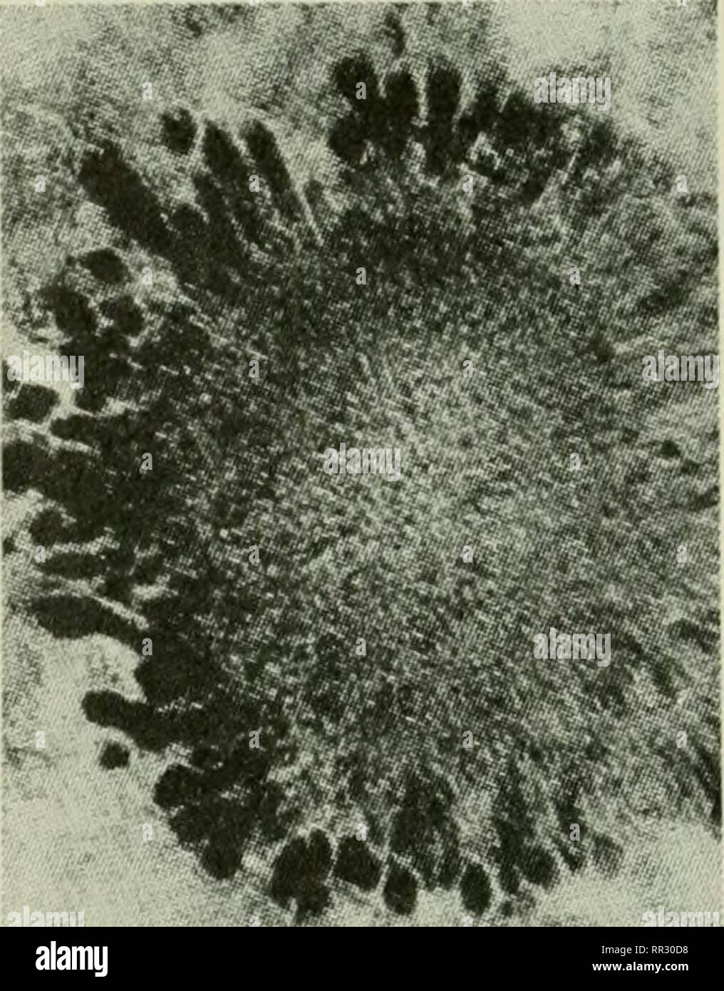 Lumpy jaw disease hi-res stock photography and images - Alamy