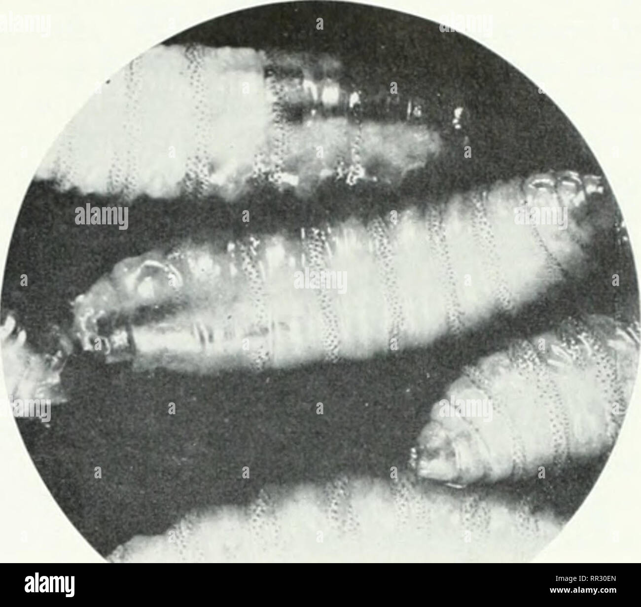 Screwworms hi-res stock photography and images - Alamy