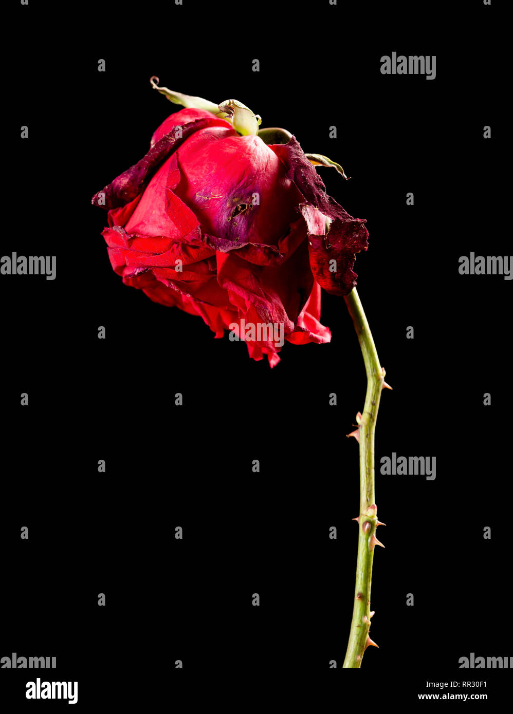 faded rose on a black background Stock Photo - Alamy
