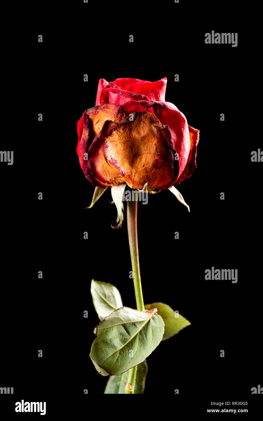 faded rose on a black background Stock Photo - Alamy