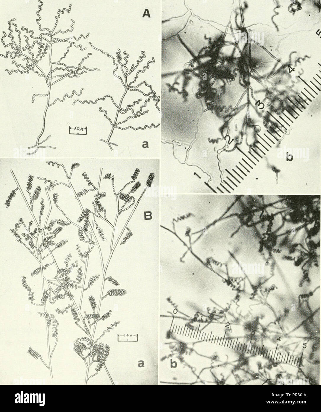 . The actinomycetes. Actinomycetales. 100 THE ACTINOMYCETES, Vol. II ...