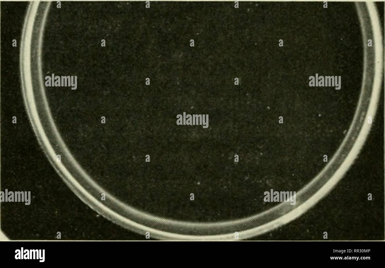 Onics hi-res stock photography and images - Alamy