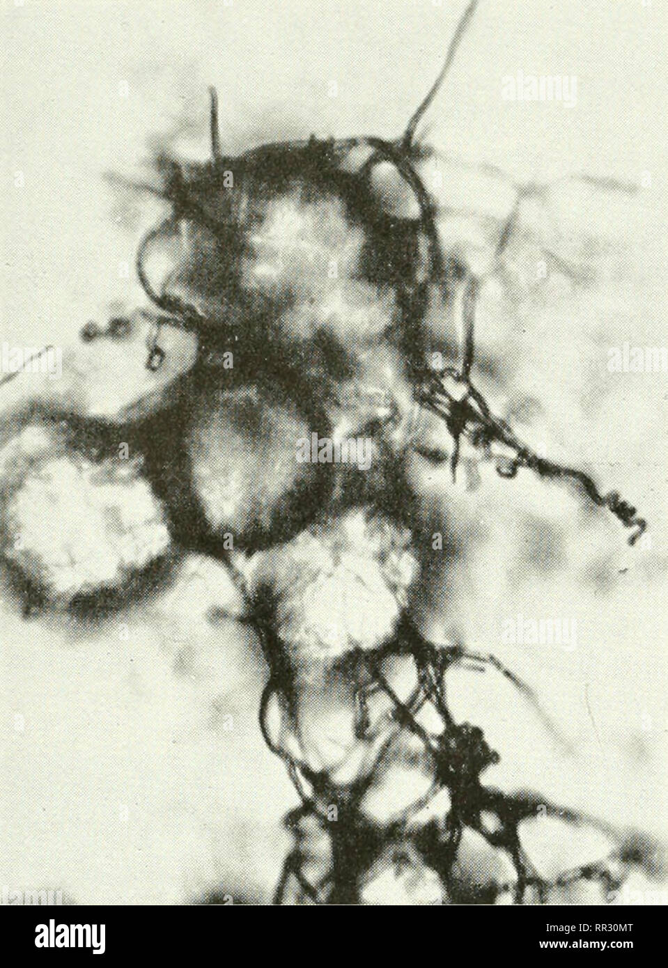 . The actinomycetes. Actinomycetales. 70 THE ACTINOMYCETES, Vol. II ...