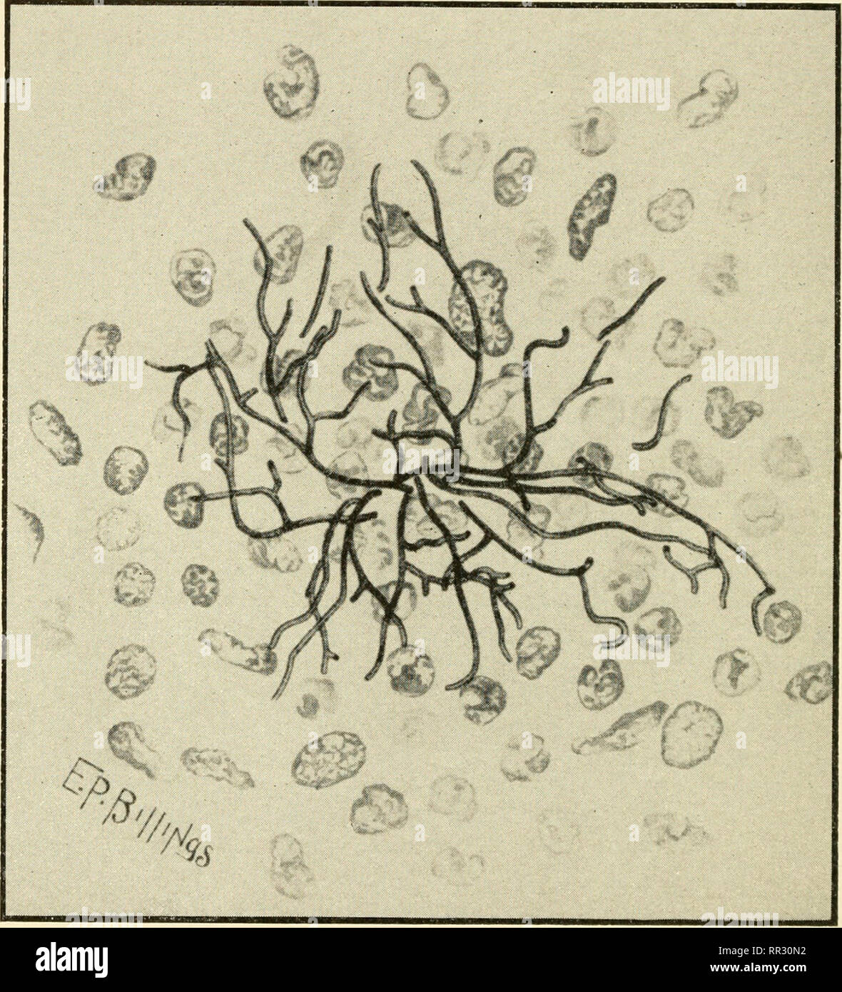 . The actinomycetes: their nature, occurrence, activities, and ...
