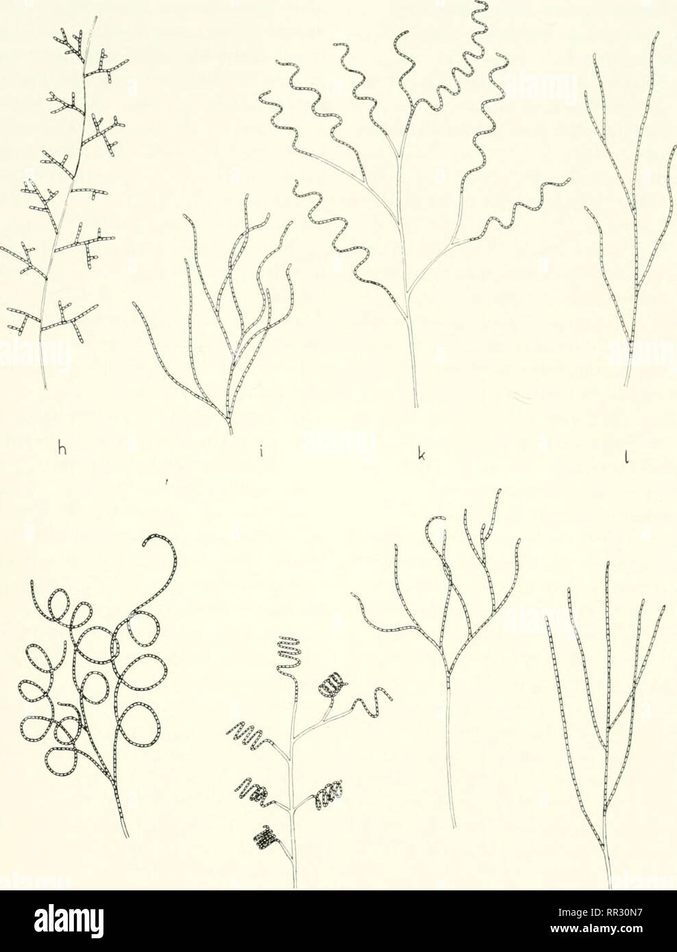 . The actinomycetes. Actinomycetales. rHAI!A('Tl.l!l/ATI OF STh ...
