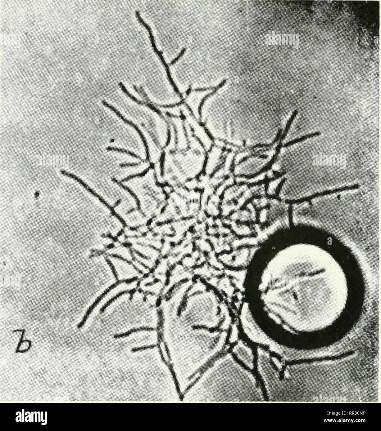. The actinomycetes. Actinomycetales. 56 THE ACTINOMYCETES, Vol. II ...