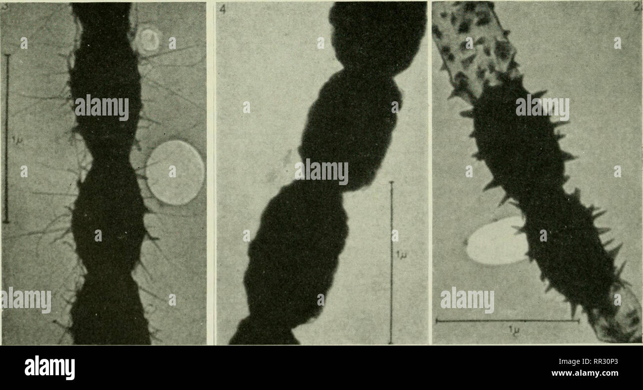 . The actinomycetes. Actinomycetales. 82 THE ACTINO.MYCETES, Vol. I of ...