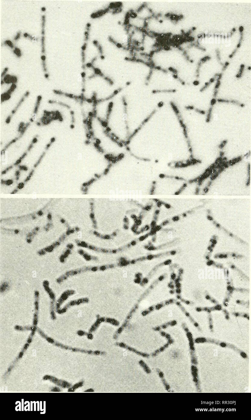 . The actinomycetes. Actinomycetales. 26 THE ACTINOMYCETES, Vol. II ...