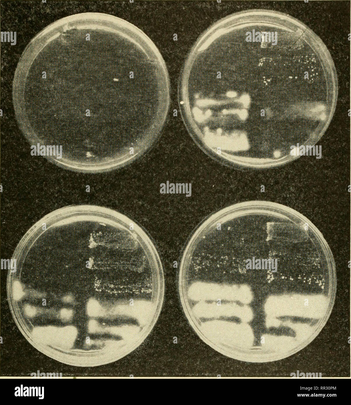 . The actinomycetes: their nature, occurrence, activities, and ...