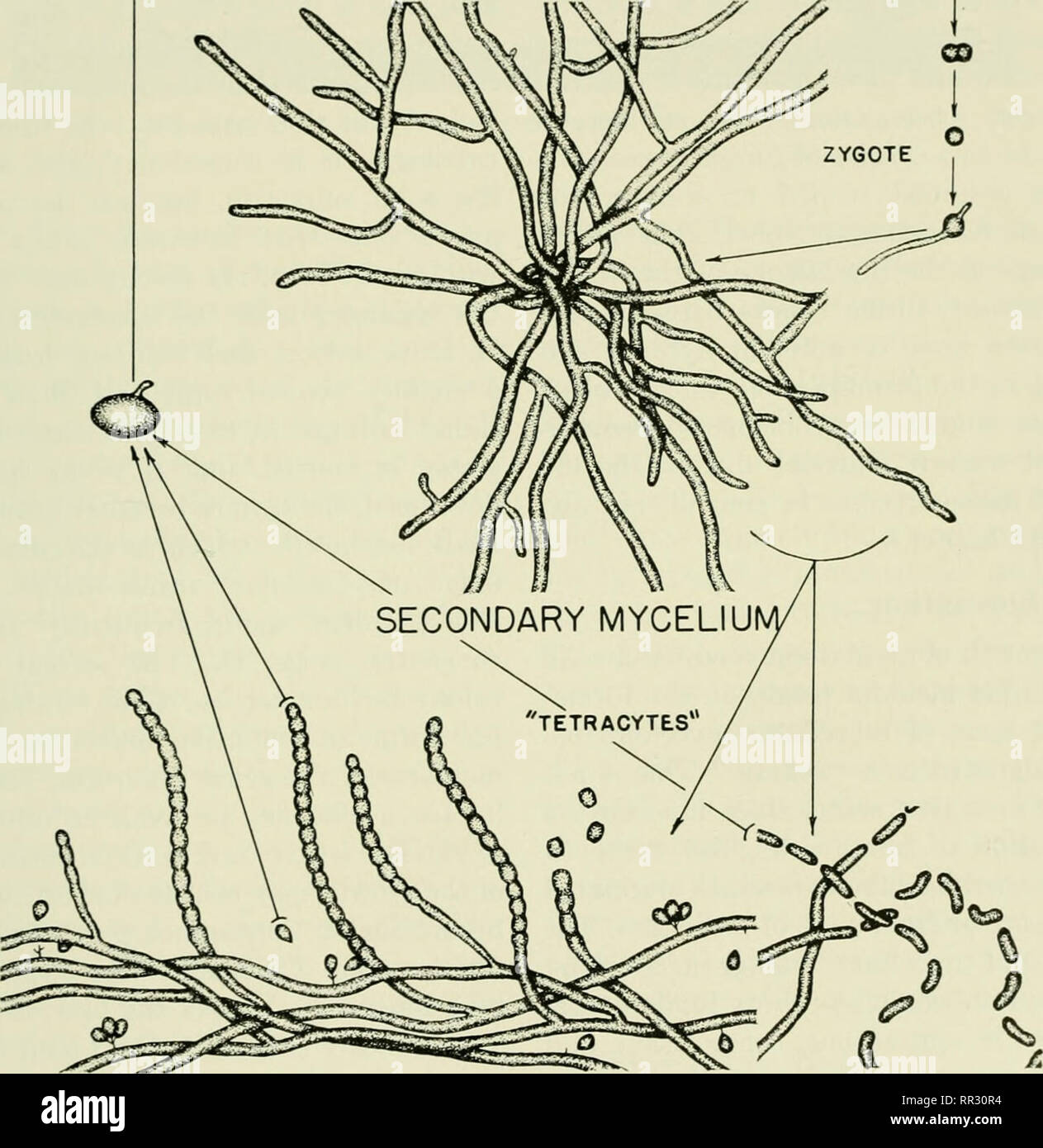 Trans am cycle hi-res stock photography and images - Alamy