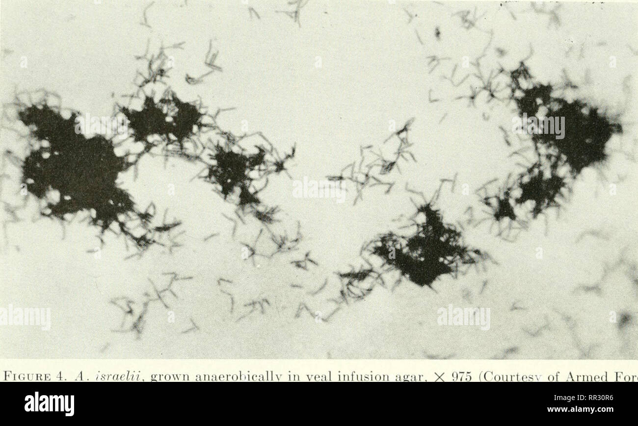 . The actinomycetes. Actinomycetales. L6 THE A(TIX(>.MV('KTi:S, Vol. II ...