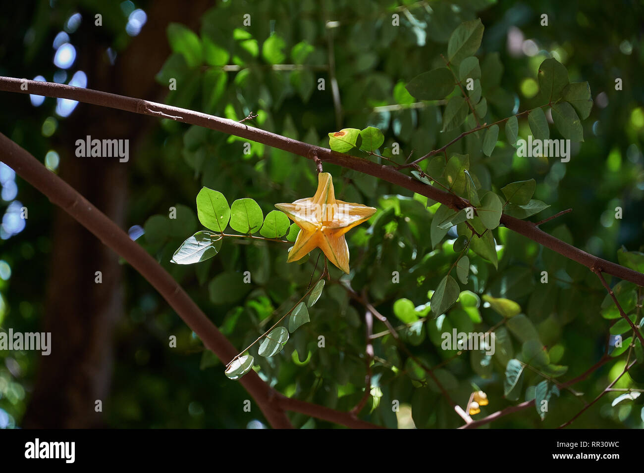 Star fruit tree flower hi-res stock photography and images - Alamy