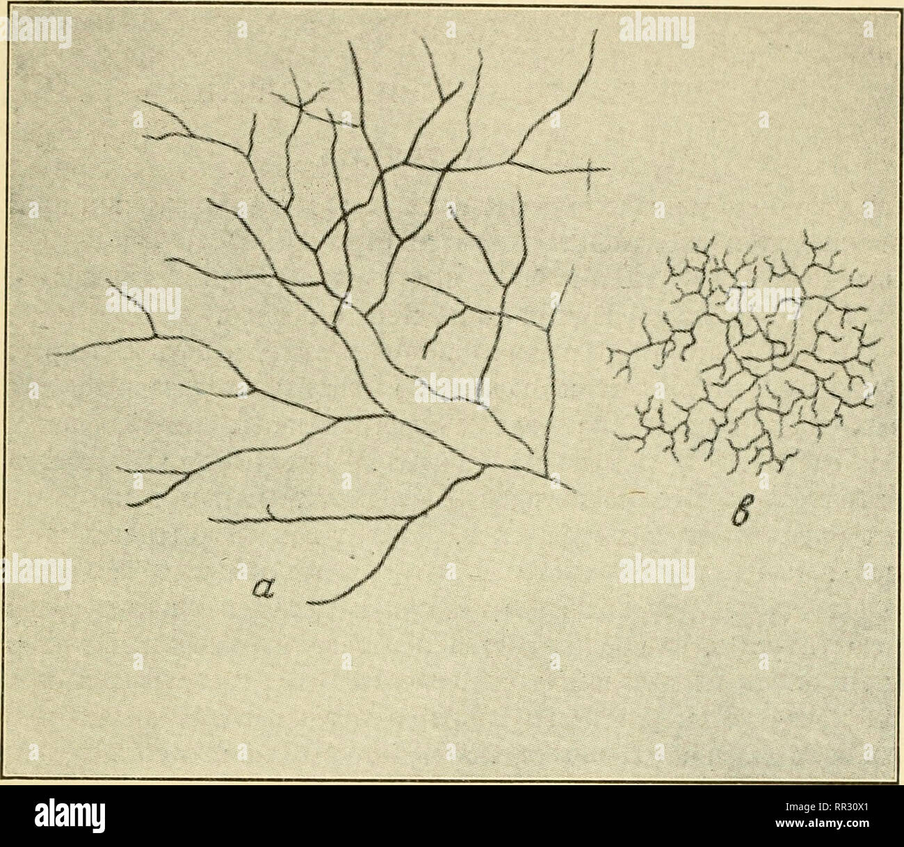 . The actinomycetes: their nature, occurrence, activities, and ...
