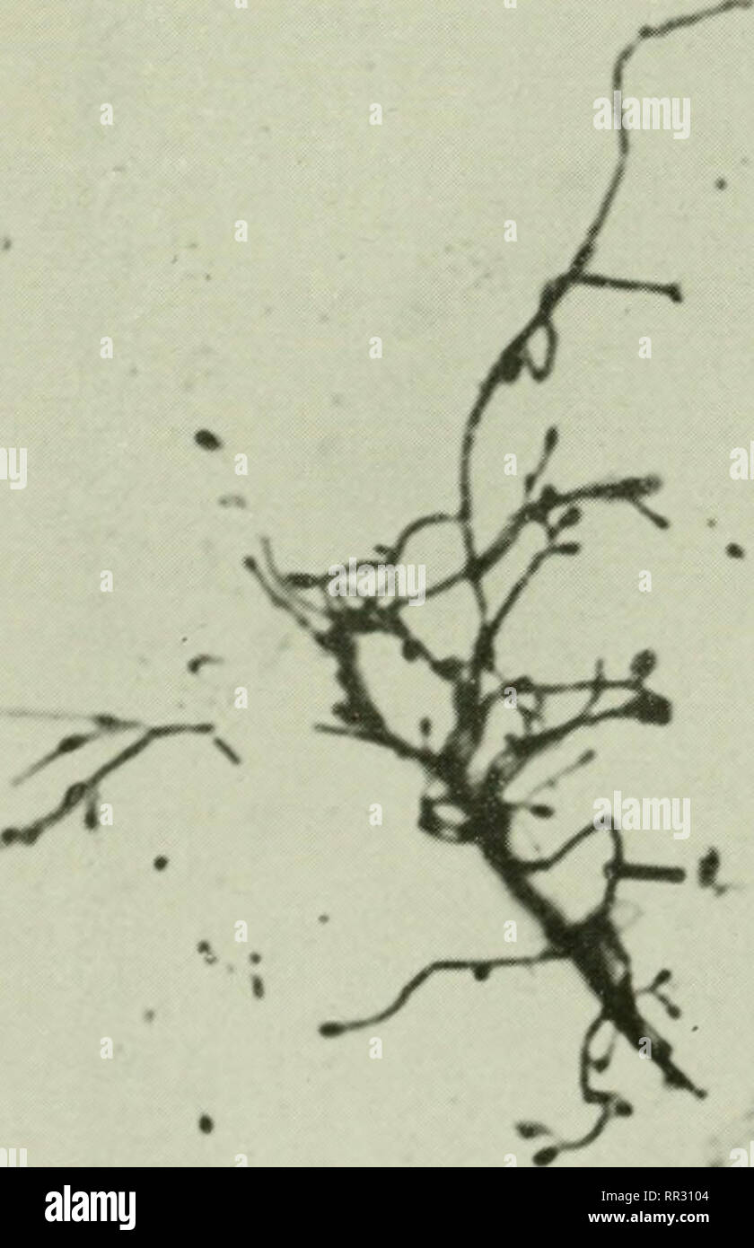 . The actinomycetes. Actinomycetales. 10 THE ACTIXOMYCETES, Vol. I ...