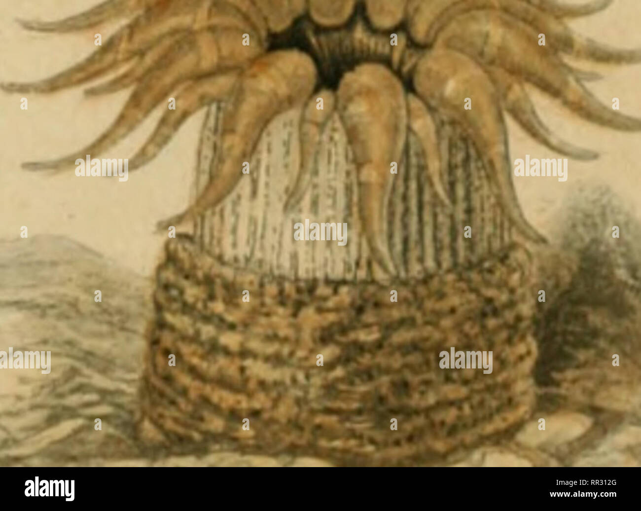 Halcampa hi-res stock photography and images - Alamy