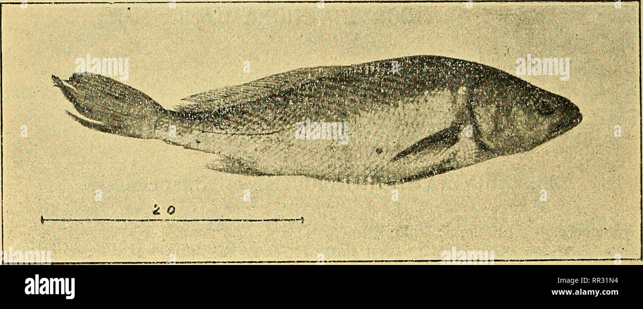 Cap roxo hi-res stock photography and images - Alamy