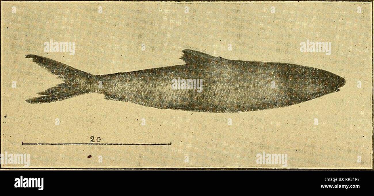 . Actes de la Société linnéenne de Bordeaux. Science; Natural history ...