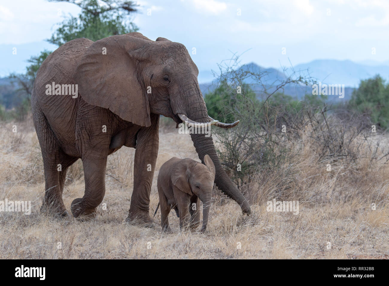 African baby bush elephant (Loxodanta africana) in Kenya Stock Photo ...