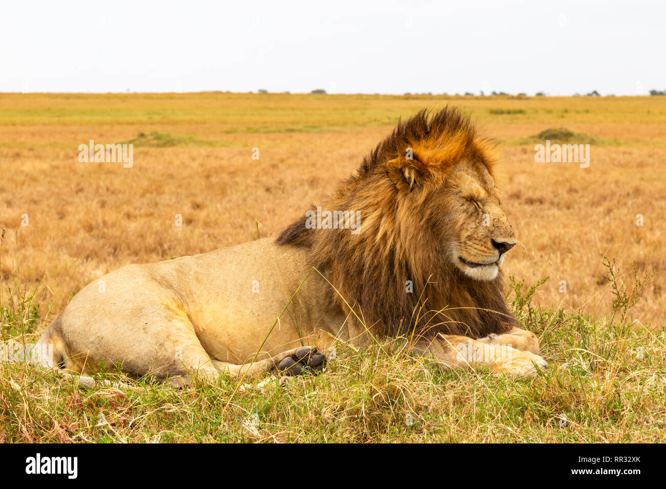 The living sphinx. African lion on a hill. Kenya Stock Photo - Alamy