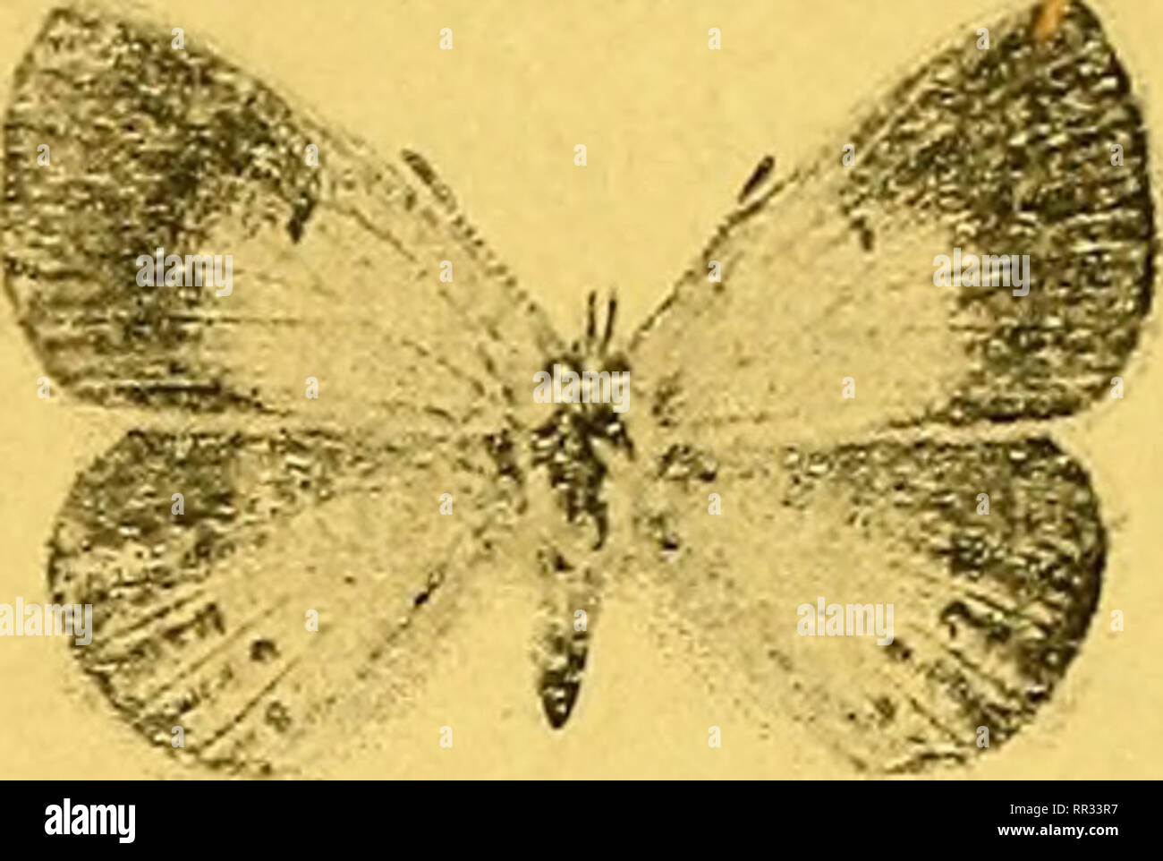 Cyllarus hi-res stock photography and images - Alamy