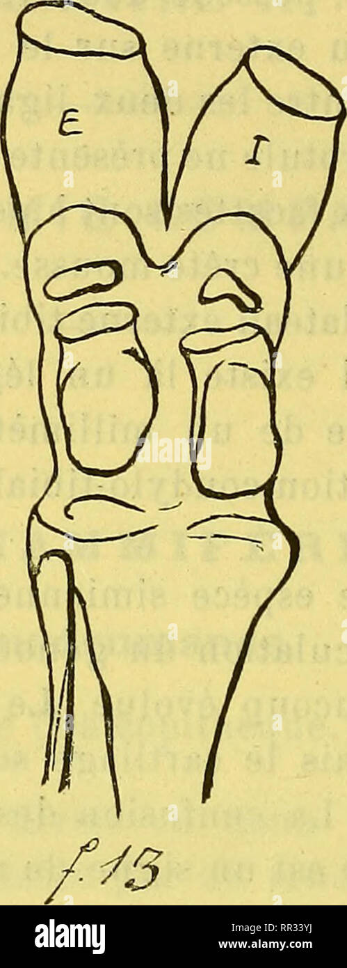 Condyles of femur hi-res stock photography and images - Alamy