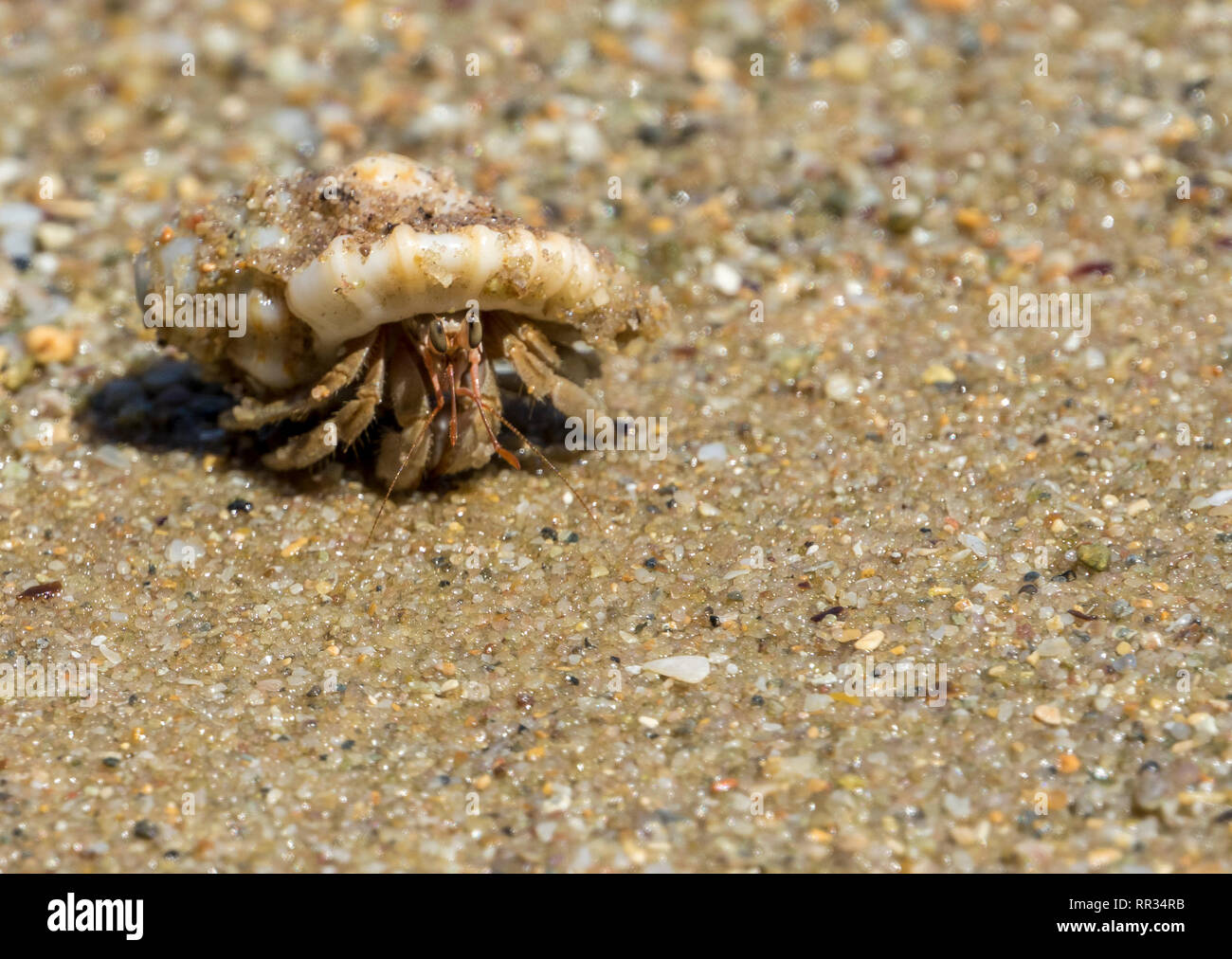 Hermit crab using disused mollusc shell at Tranquil Bay, Koolama Bay ...