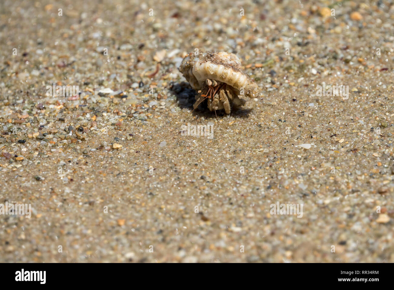Hermit crab using disused mollusc shell at Tranquil Bay, Koolama Bay ...