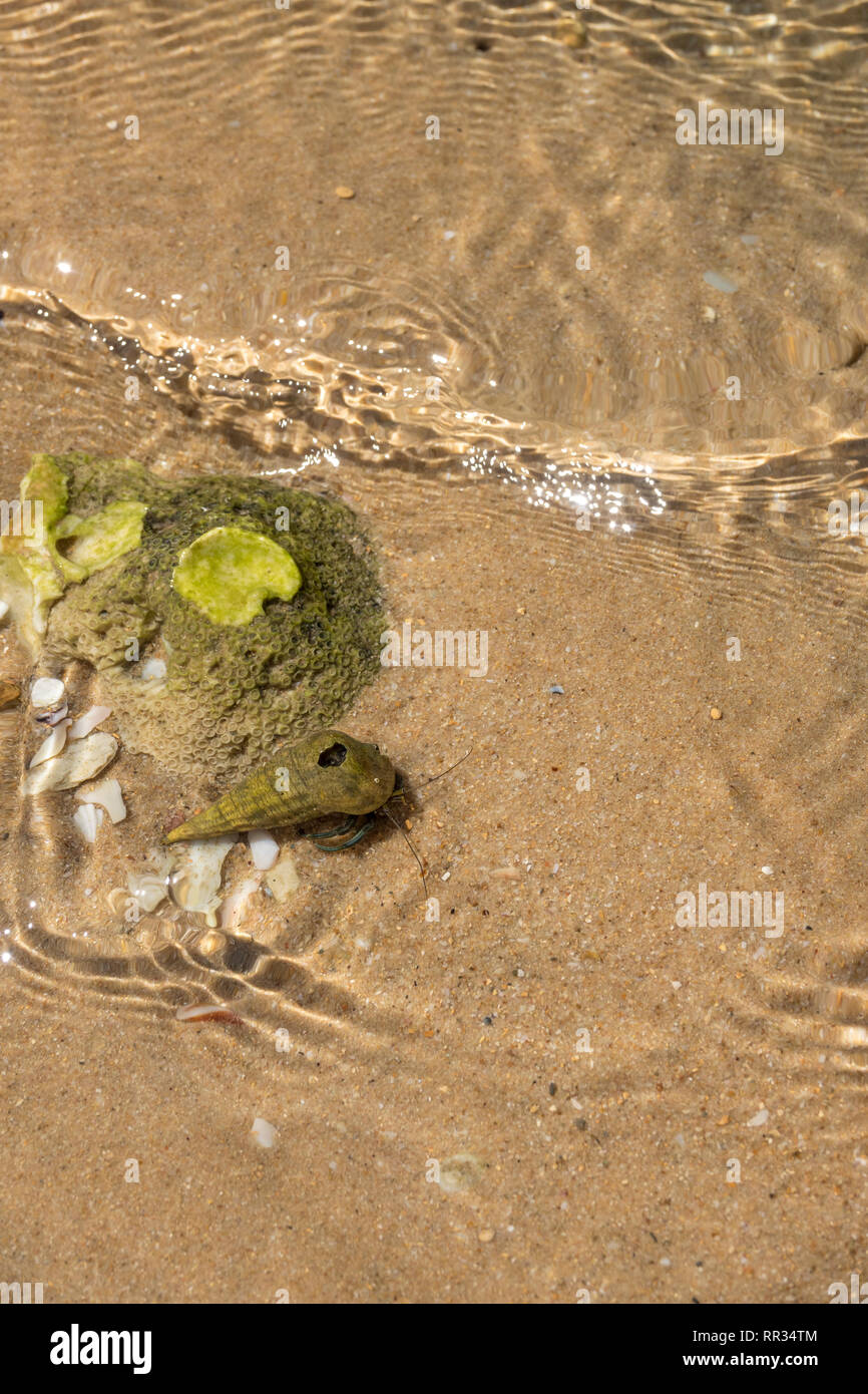 Hermit crab using disused mollusc shell at Tranquil Bay, Koolama Bay ...