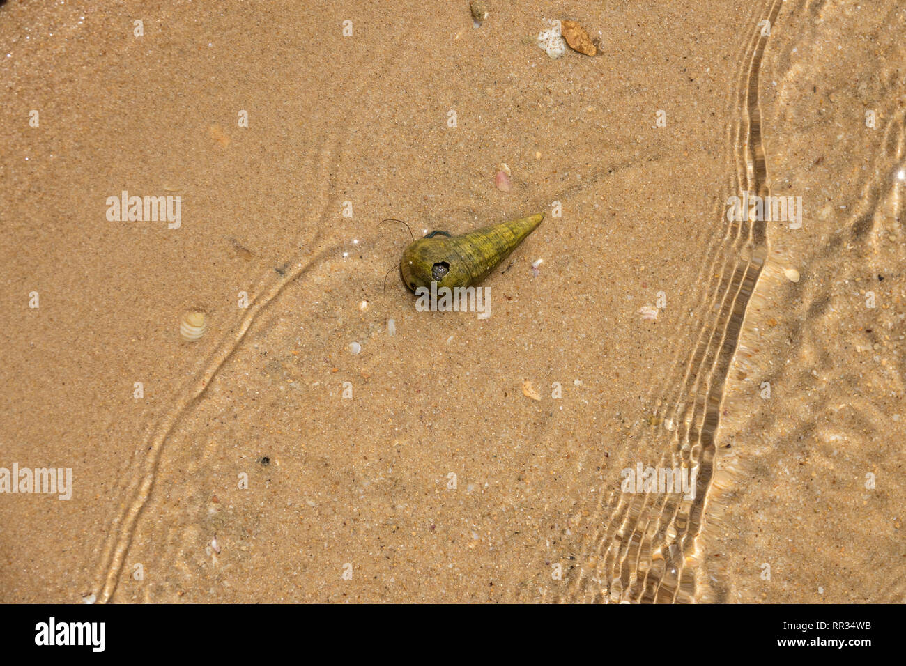 Hermit crab using disused mollusc shell at Tranquil Bay, Koolama Bay ...