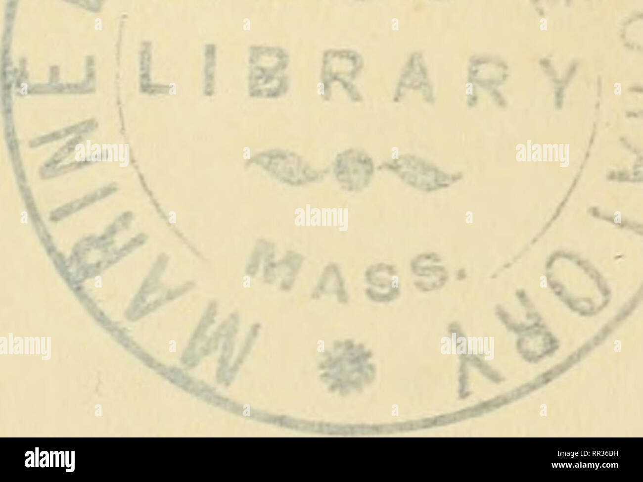 Corticate hi-res stock photography and images - Alamy