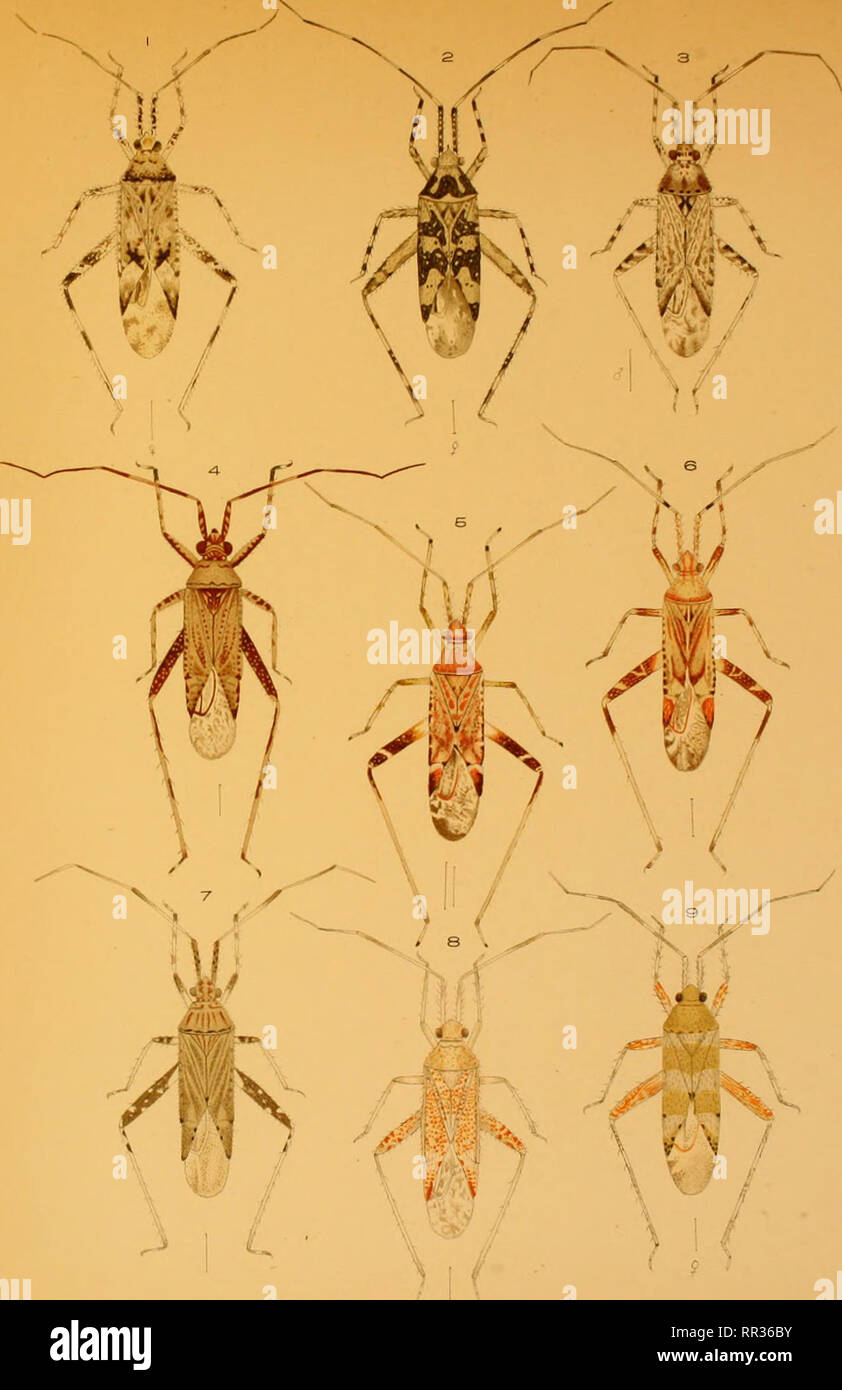 H longipennis hi-res stock photography and images - Alamy