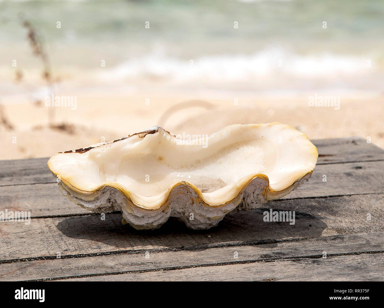 The sea shell on the table on the island of Gili Trawangan, Indonesia ...