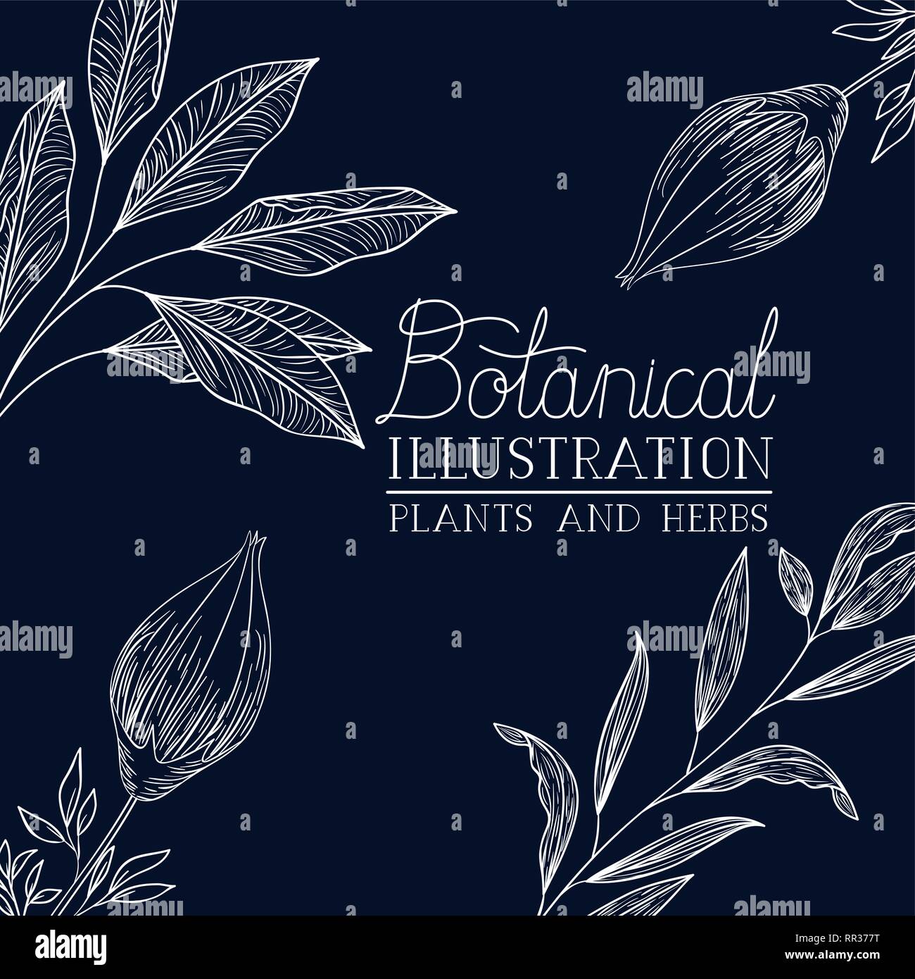 botanical illustration label with plants and herbs Stock Vector Image ...
