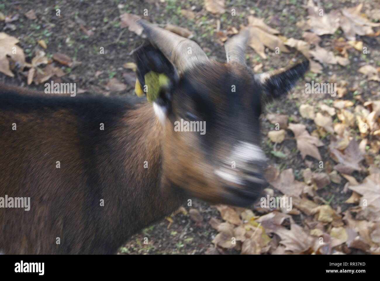 UNE CHEVRE DANS UN PARC PARISIEN Stock Photo - Alamy