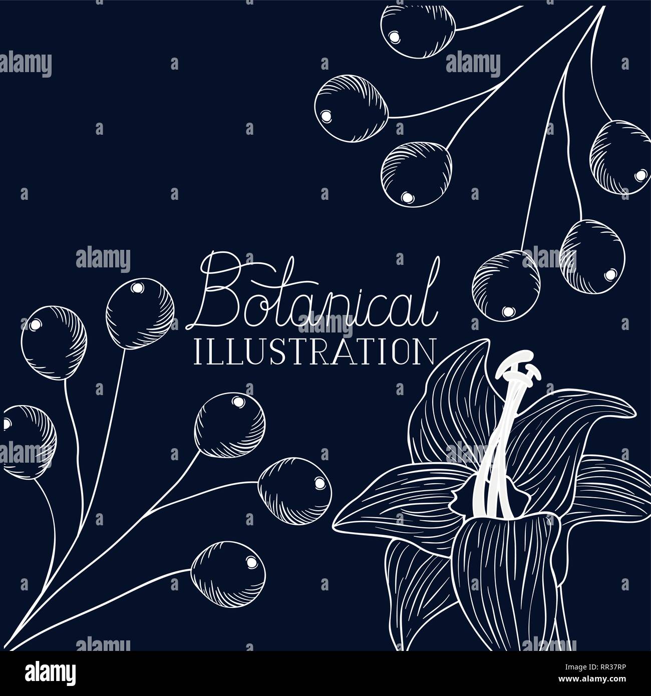 botanical illustration label with plants Stock Vector Image & Art - Alamy
