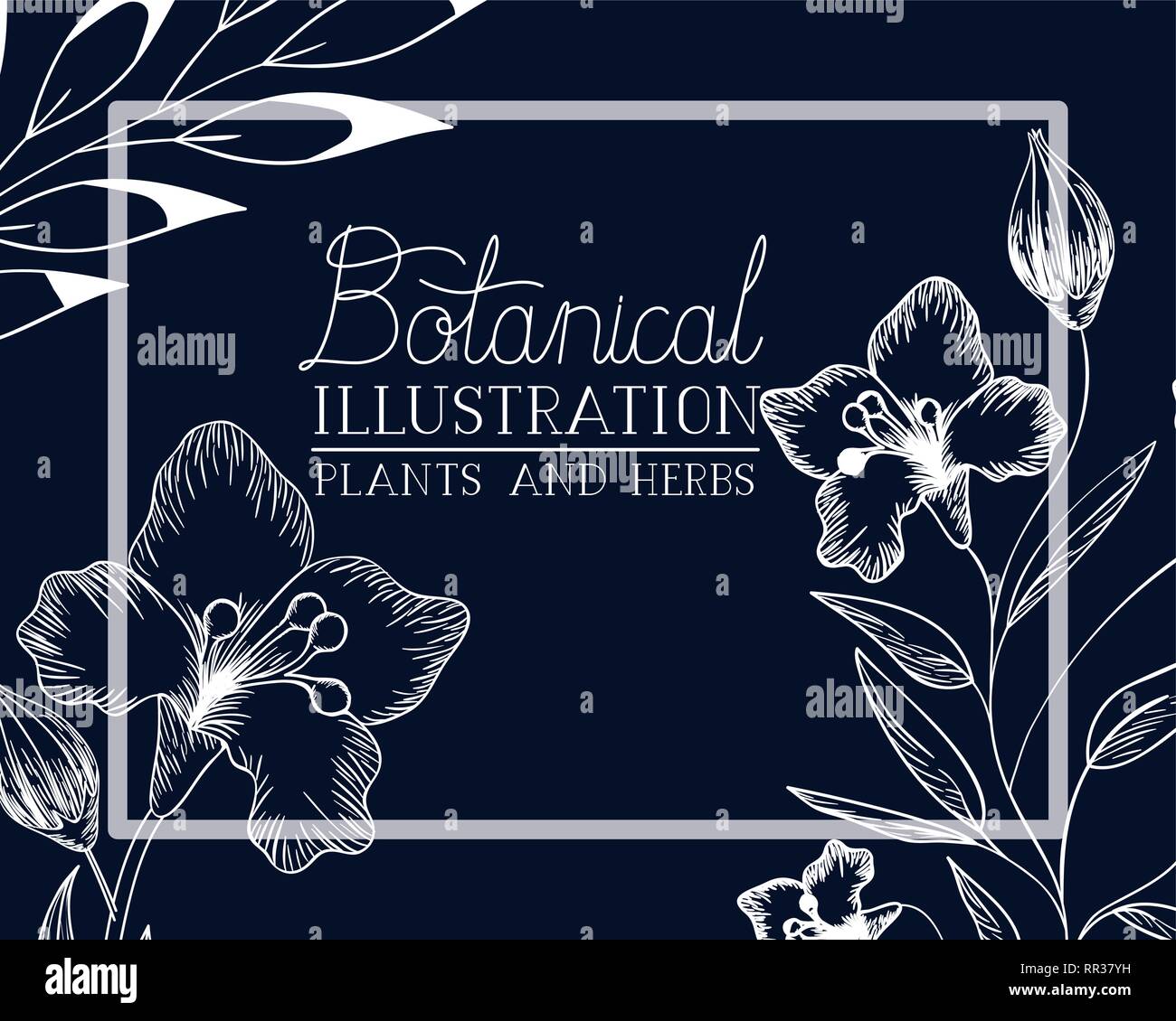 botanical illustration label with plants and herbs Stock Vector Image ...