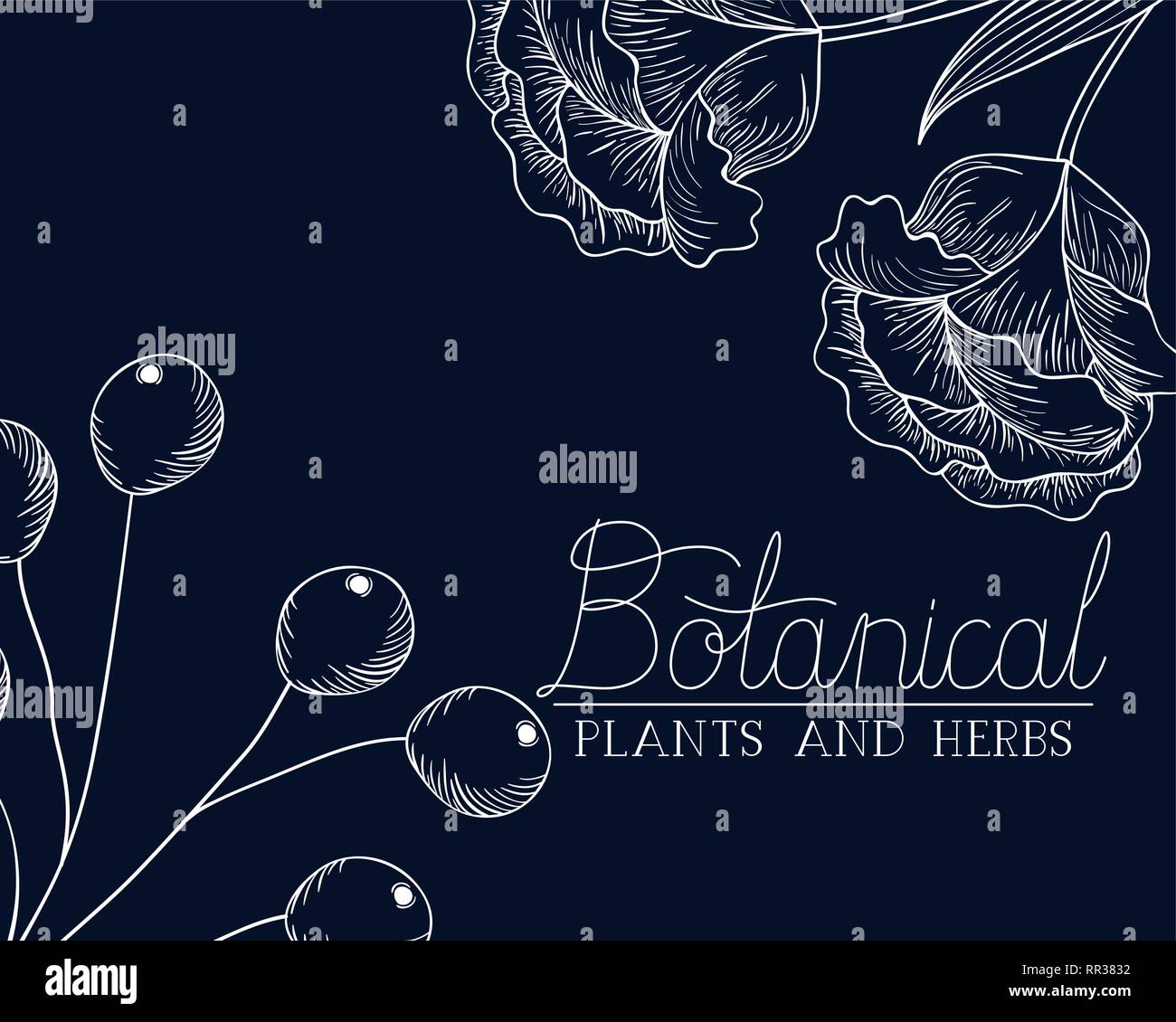 botanical label with plants and herbs Stock Vector Image & Art - Alamy