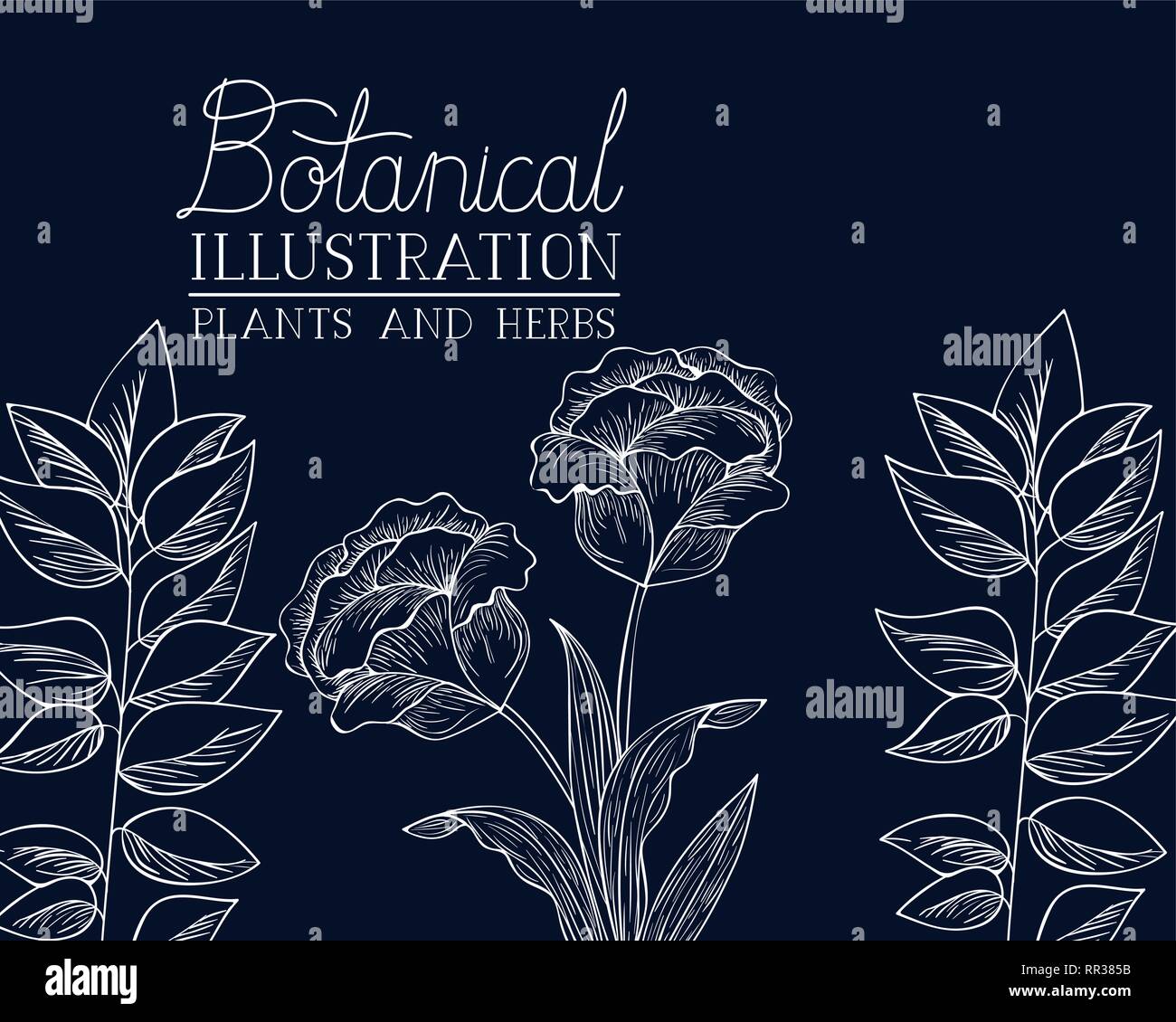 botanical illustration label with plants and herbs Stock Vector Image ...