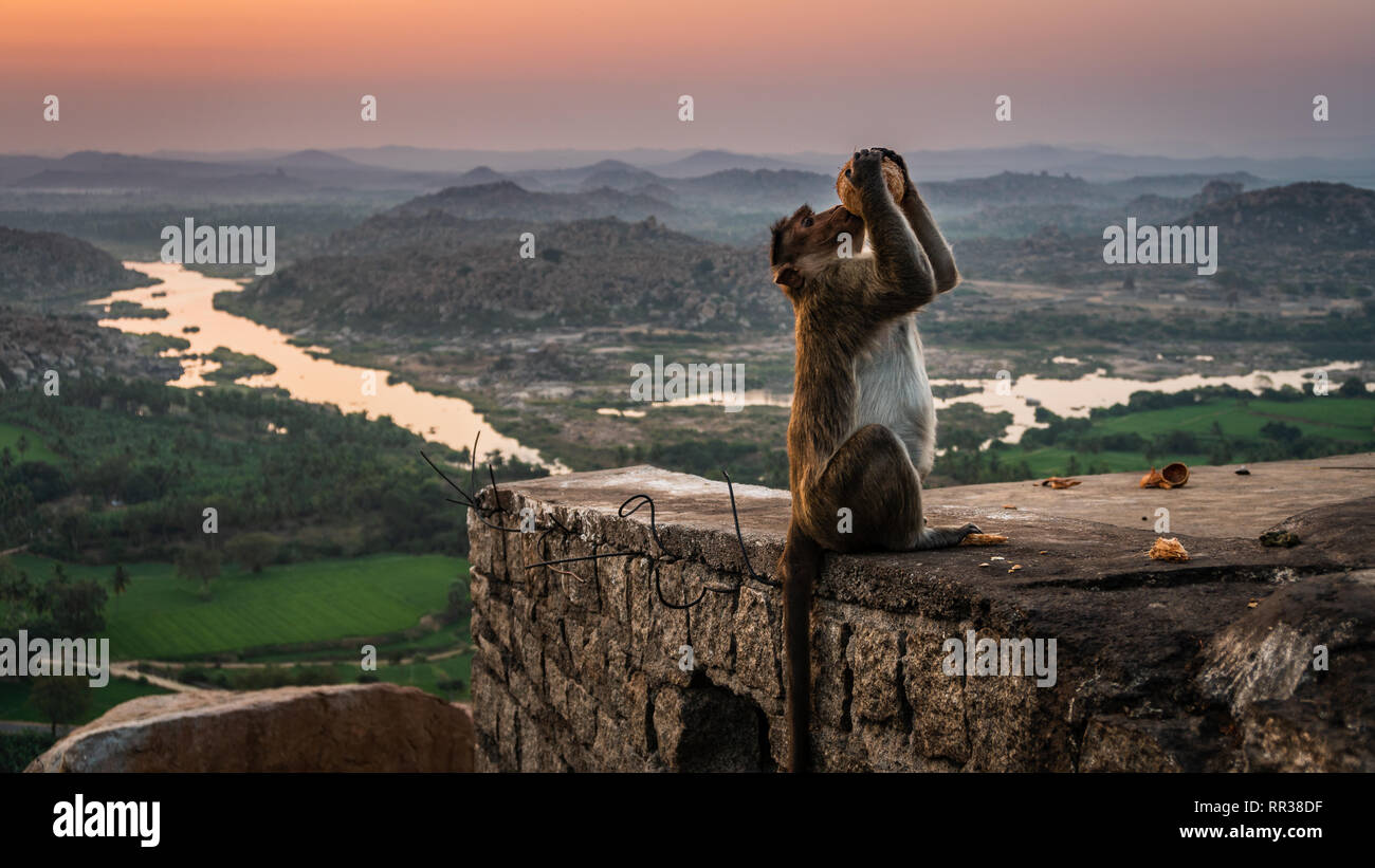 monkey drink from a coconut over the temple in hampi india karnakata ...