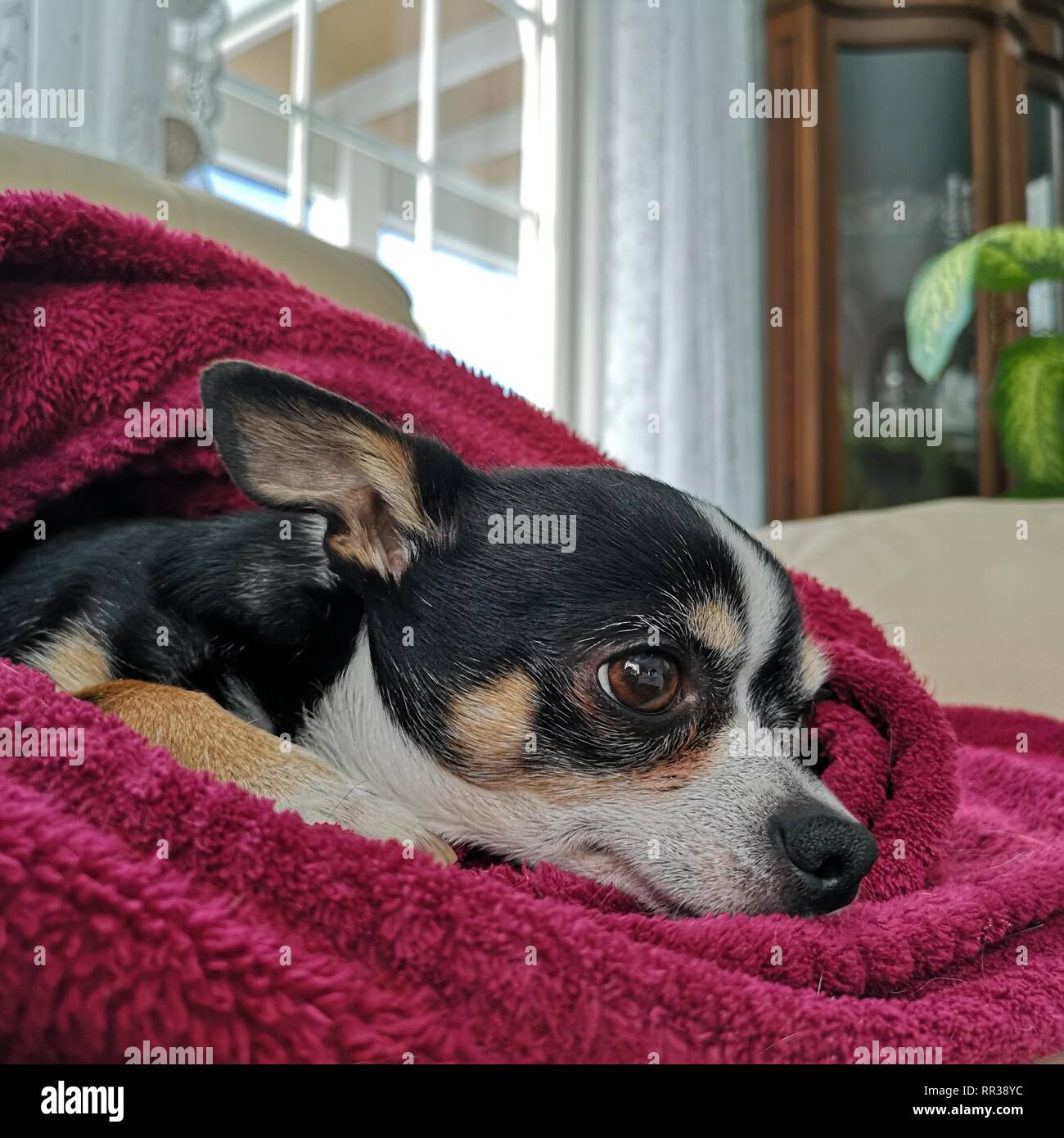 Chihuahua resting in a beautiful portrait position staring into nothing ...
