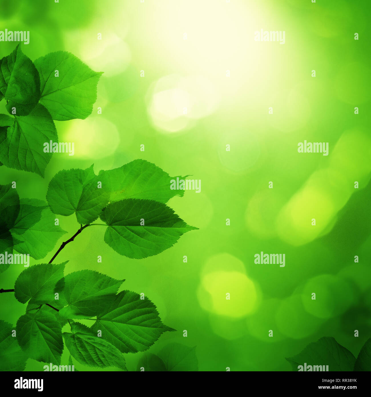 Spring night background with green leaves and sun bokeh light Stock ...