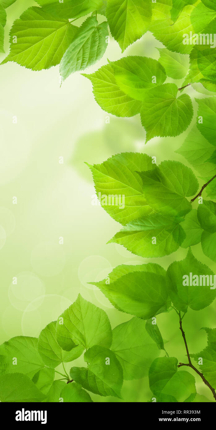 Spring background with green leaves and sun light Stock Photo - Alamy