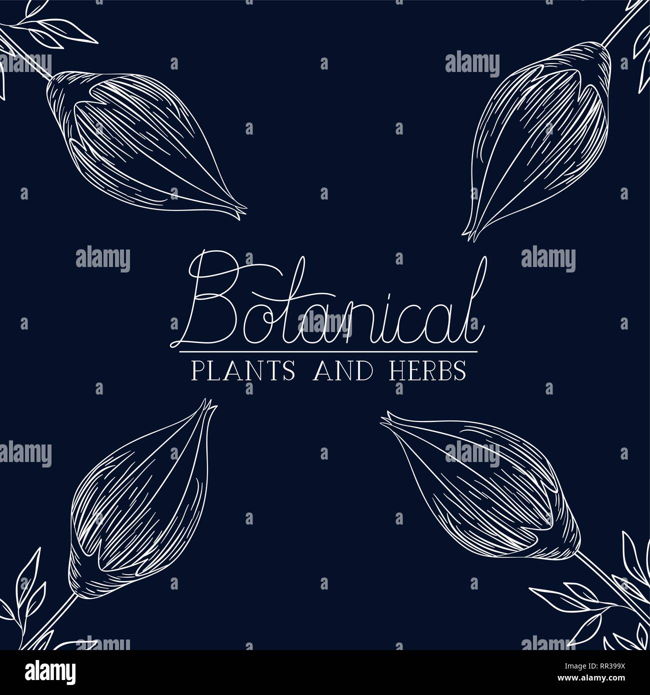 botanical label with plants and herbs Stock Vector Image & Art - Alamy