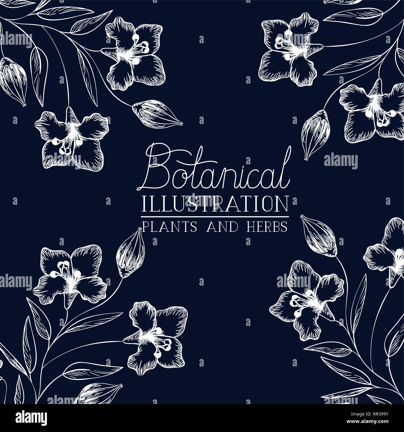 botanical illustration label with plants and herbs Stock Vector Image ...
