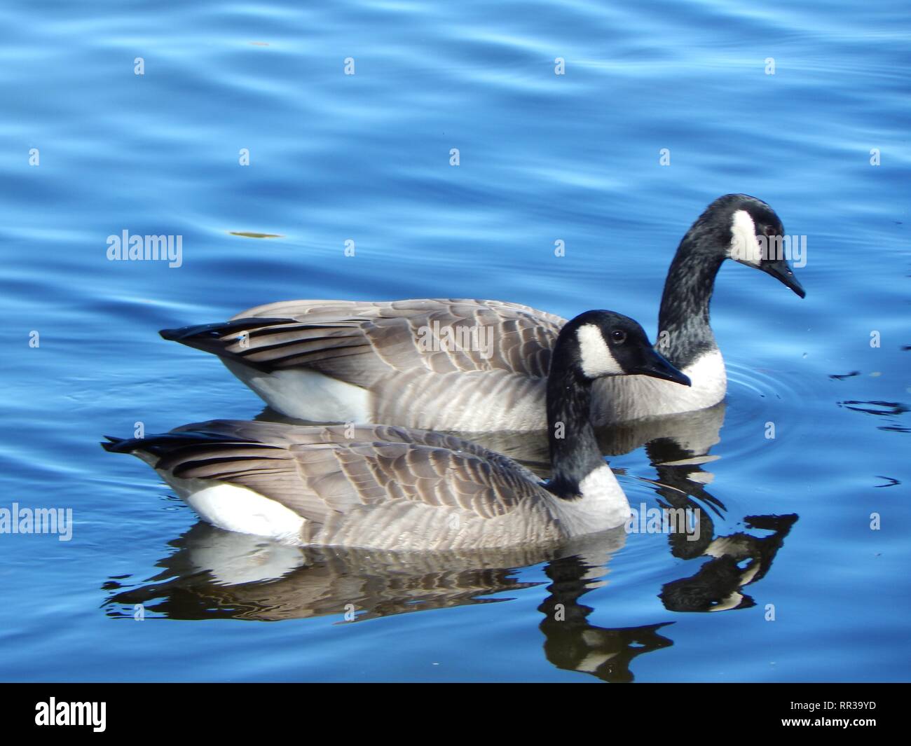 Willife High Resolution Stock Photography and Images - Alamy