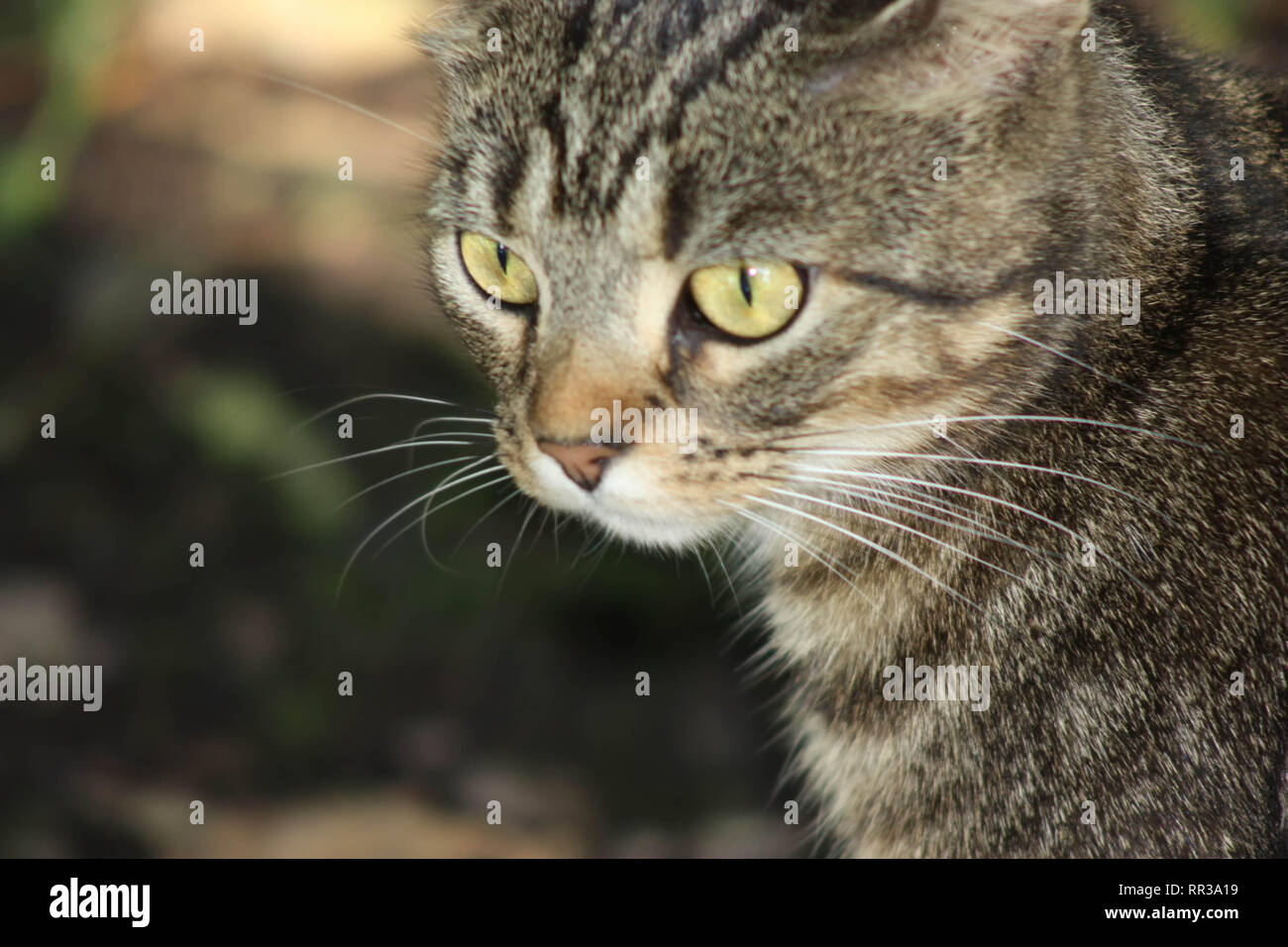 Headshot of a female tabby cat hi-res stock photography and images - Alamy