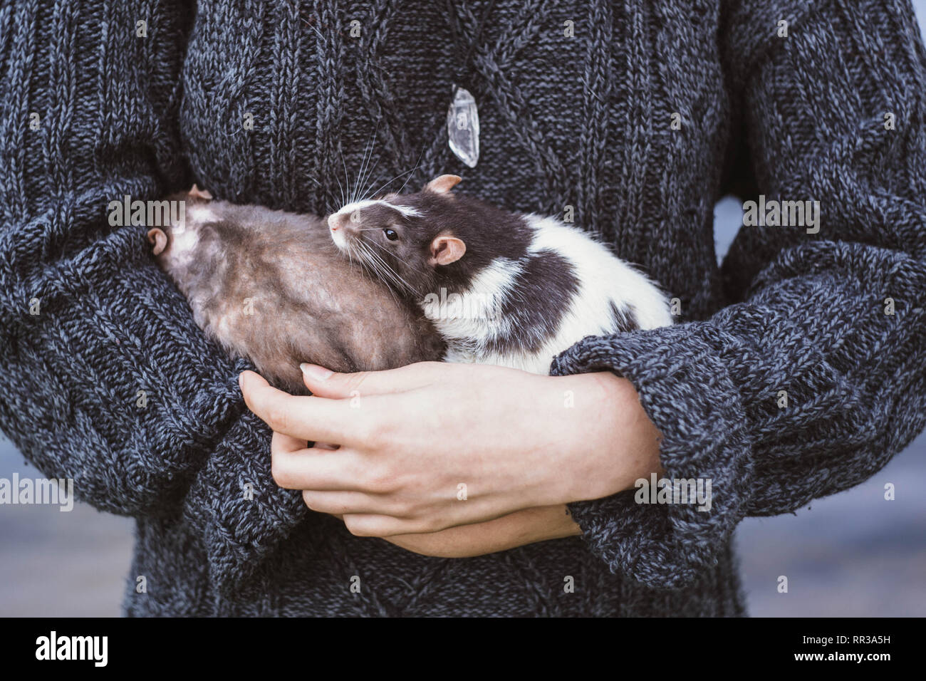 Female Rats High Resolution Stock Photography and Images - Alamy