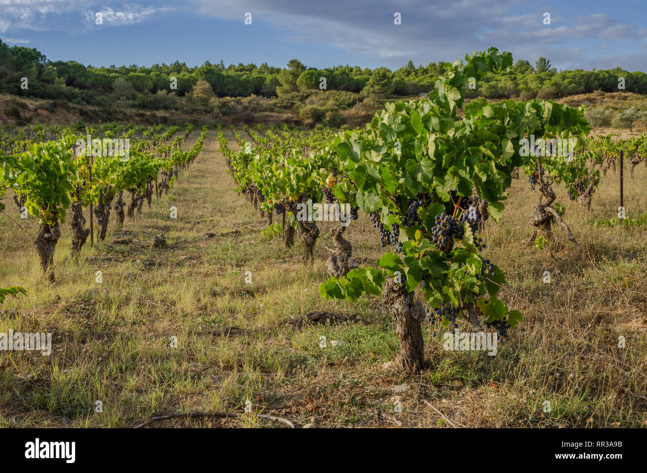 Grape trees hi-res stock photography and images - Alamy