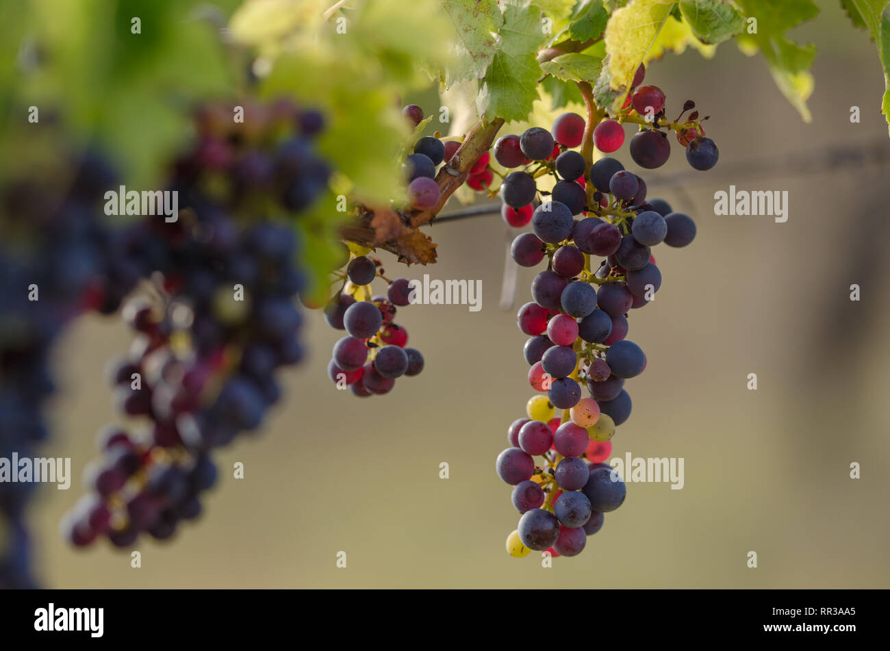Grape park hi-res stock photography and images - Alamy