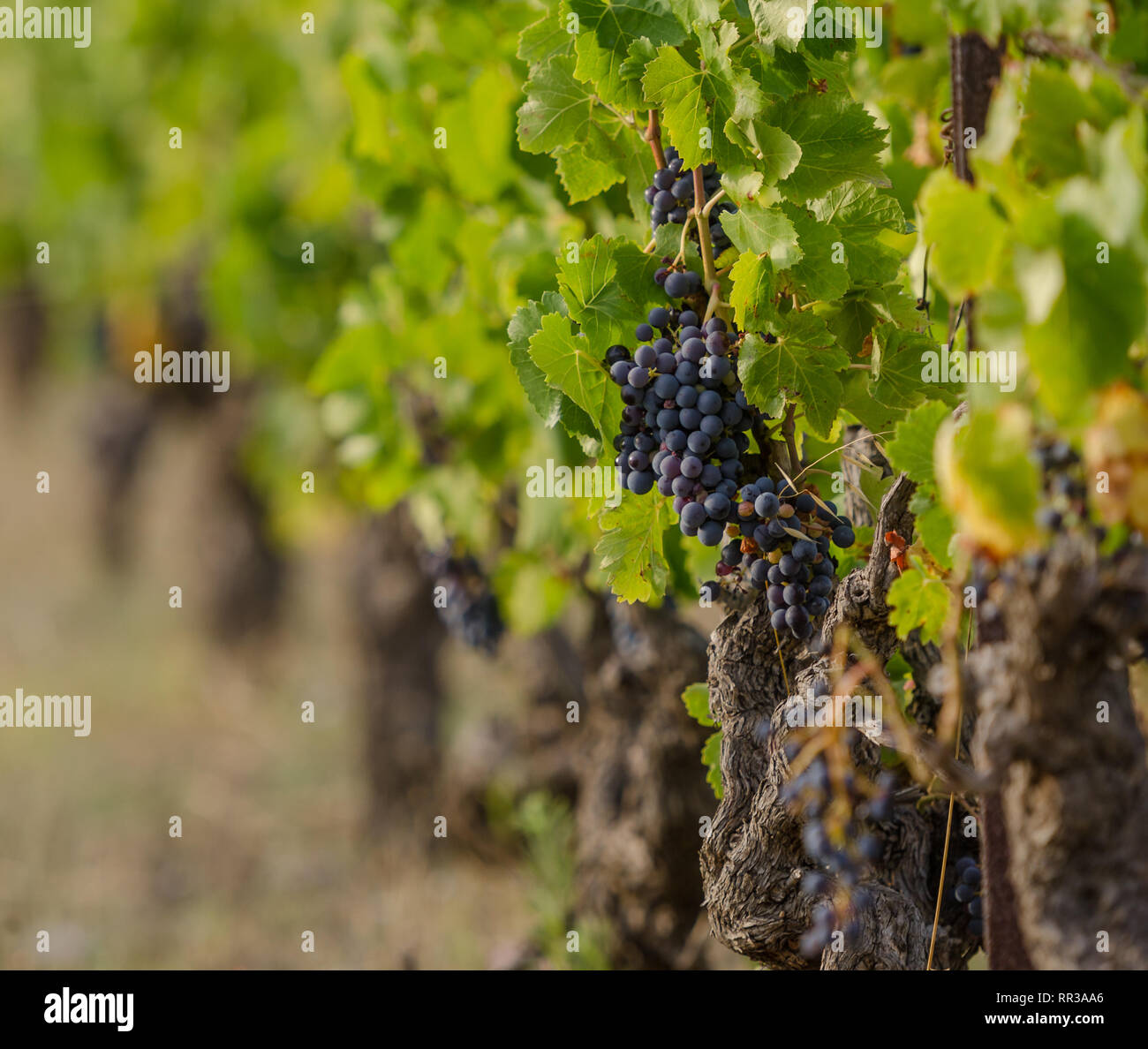 Grape trees hi-res stock photography and images - Alamy